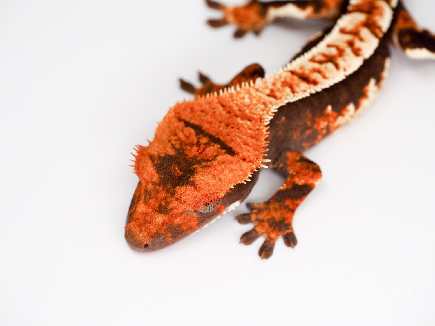 Super Soft Scale Tri-Color Possible Female Crested Gecko by Crested ...