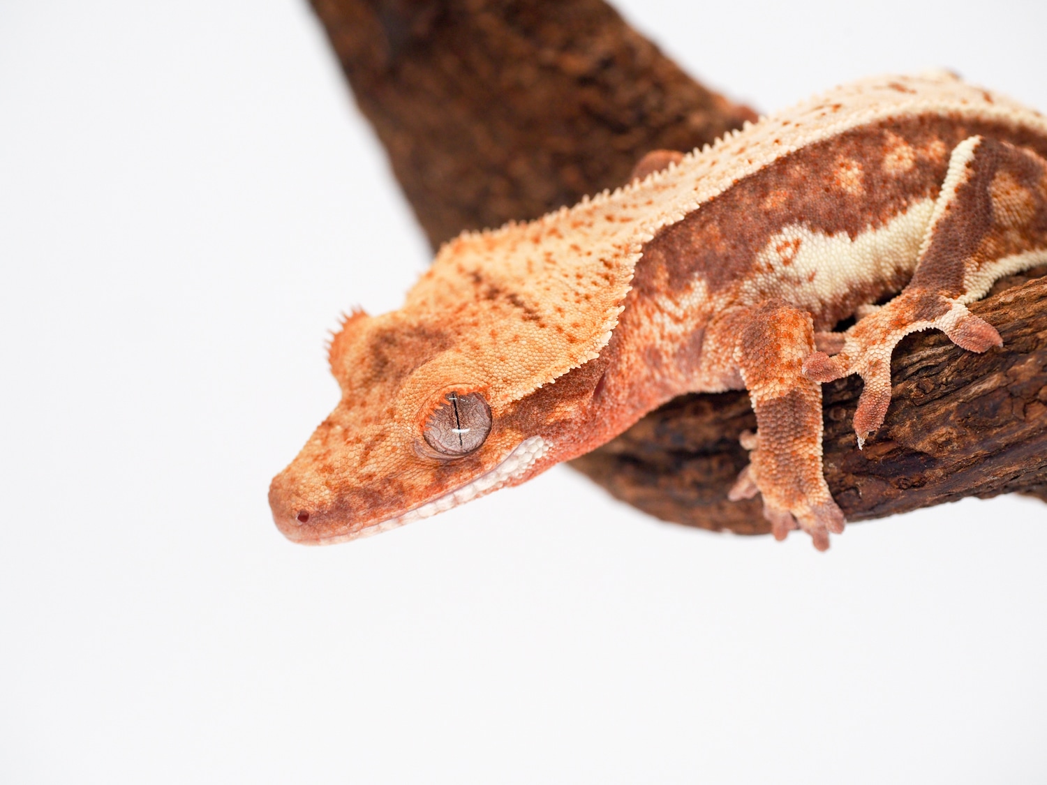 Red Base 50% Het Axanthic Lilly White Crested Gecko by Crested Cuties ...