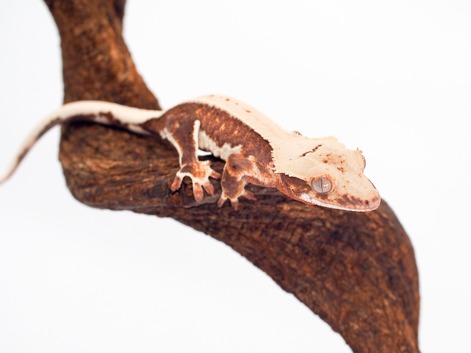 50% Het Axanthic Red Base Lilly White Crested Gecko by Crested Cuties ...