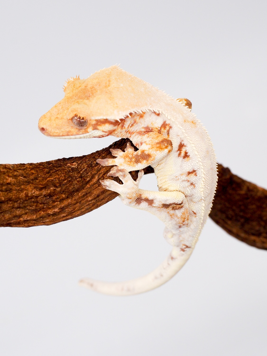 Lilly White Pink Base Male Crested Gecko by Crested Cuties - MorphMarket