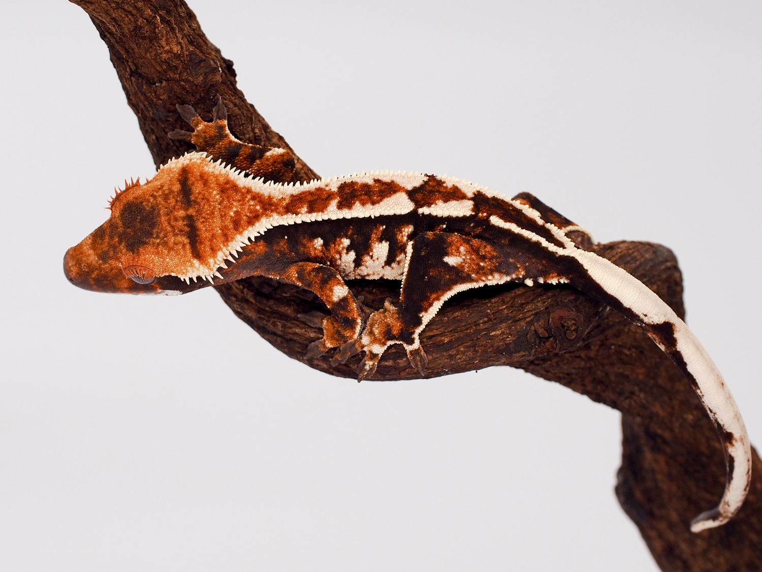 Super Soft Scale Tri-color Male Crested Gecko by Crested Cuties ...