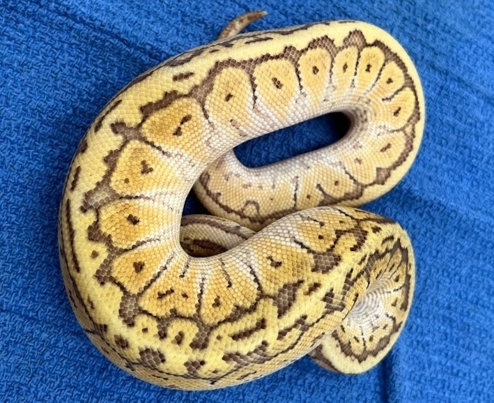 Pastel Kingpin Ball Python by IDIC Constrictors - MorphMarket