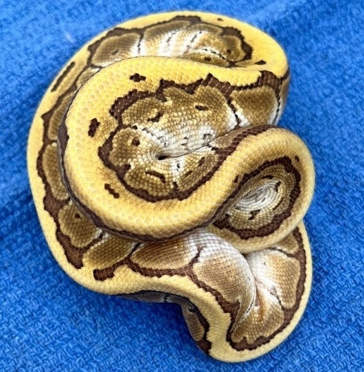 Kingpin Ball Python by IDIC Constrictors - MorphMarket