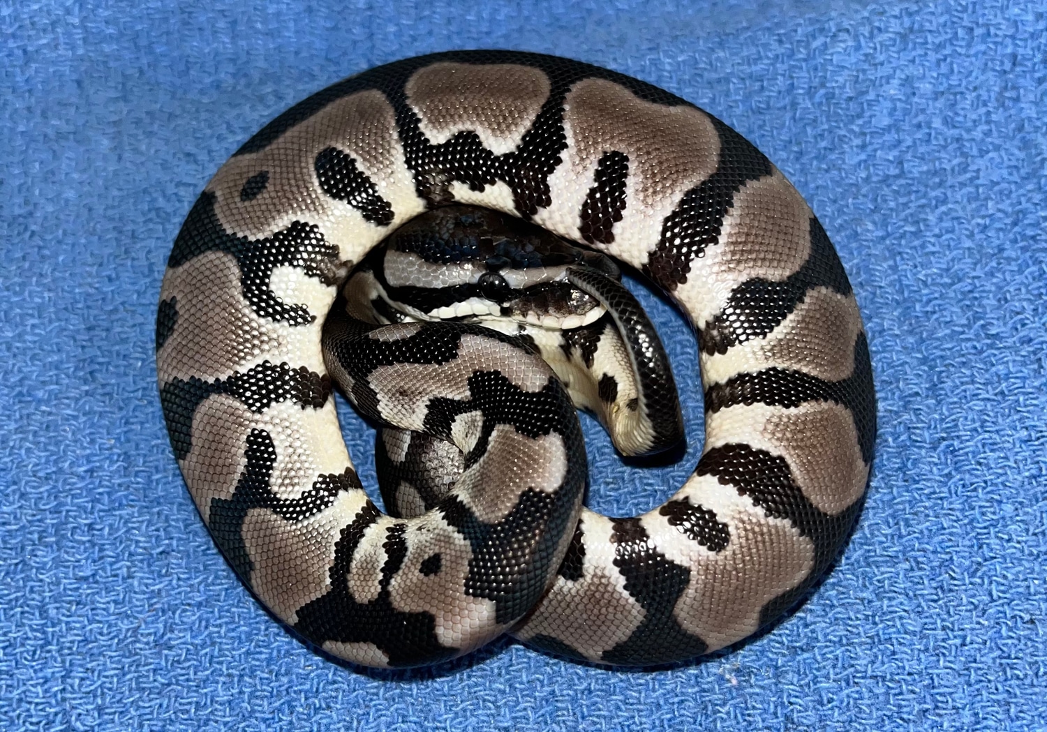 VPI Axanthic Leopard Ball Python by IDIC Constrictors - MorphMarket
