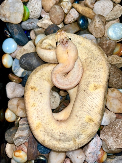 Champagne Pastel Poss. Dinker Ball Python by IDIC Constrictors