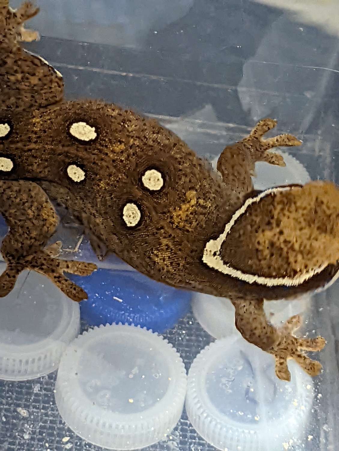 Sarasinorum Gecko More Gecko by Land Before Time Geckos - MorphMarket