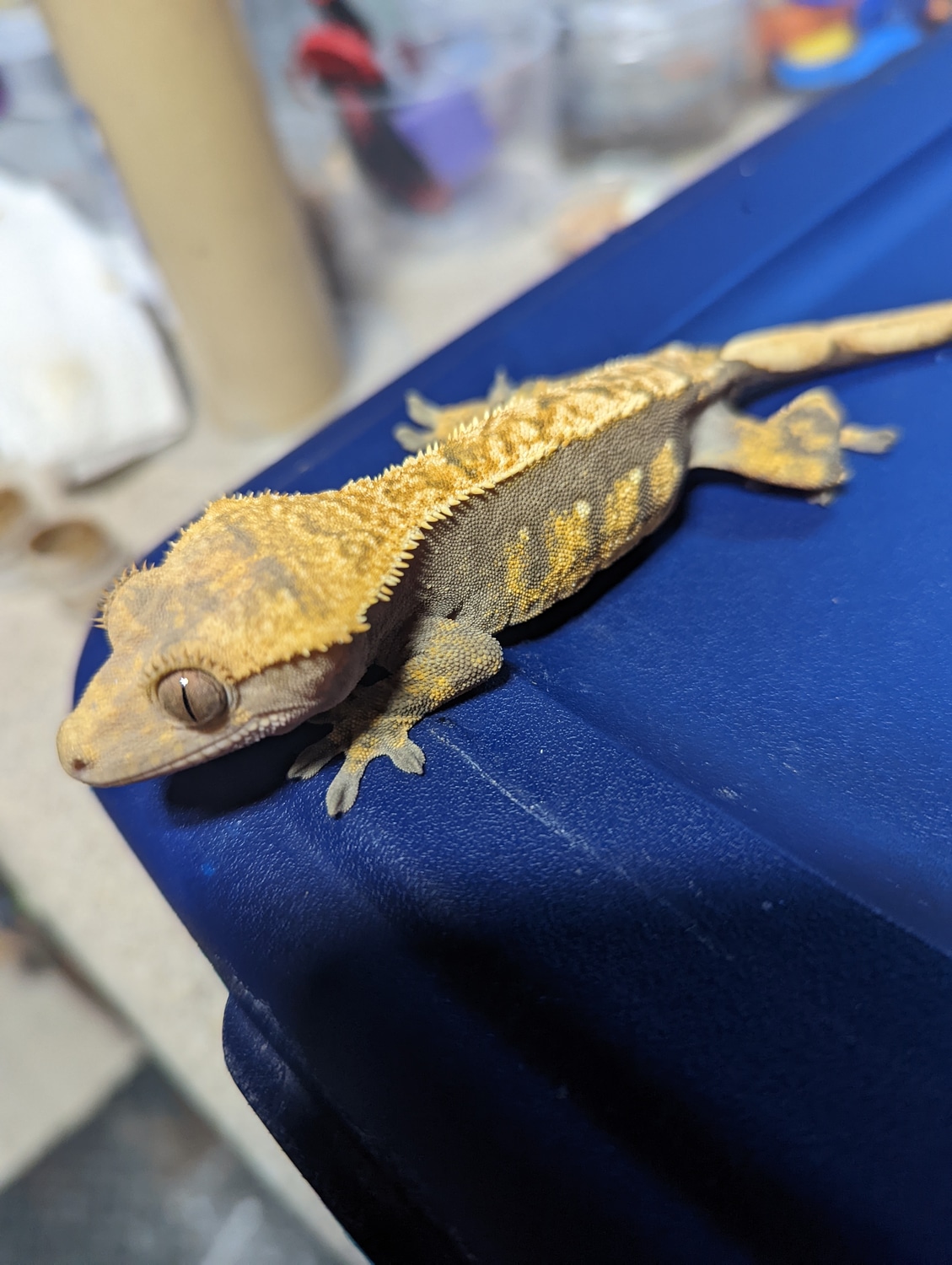Female Dark Harlequin Crested Gecko by Land Before Time Geckos ...