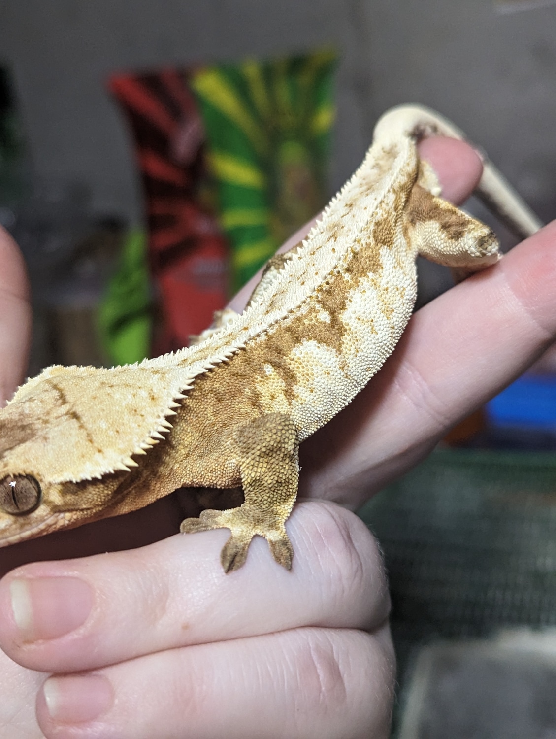 Yellow White Wall Crested Gecko by Land Before Time Geckos - MorphMarket