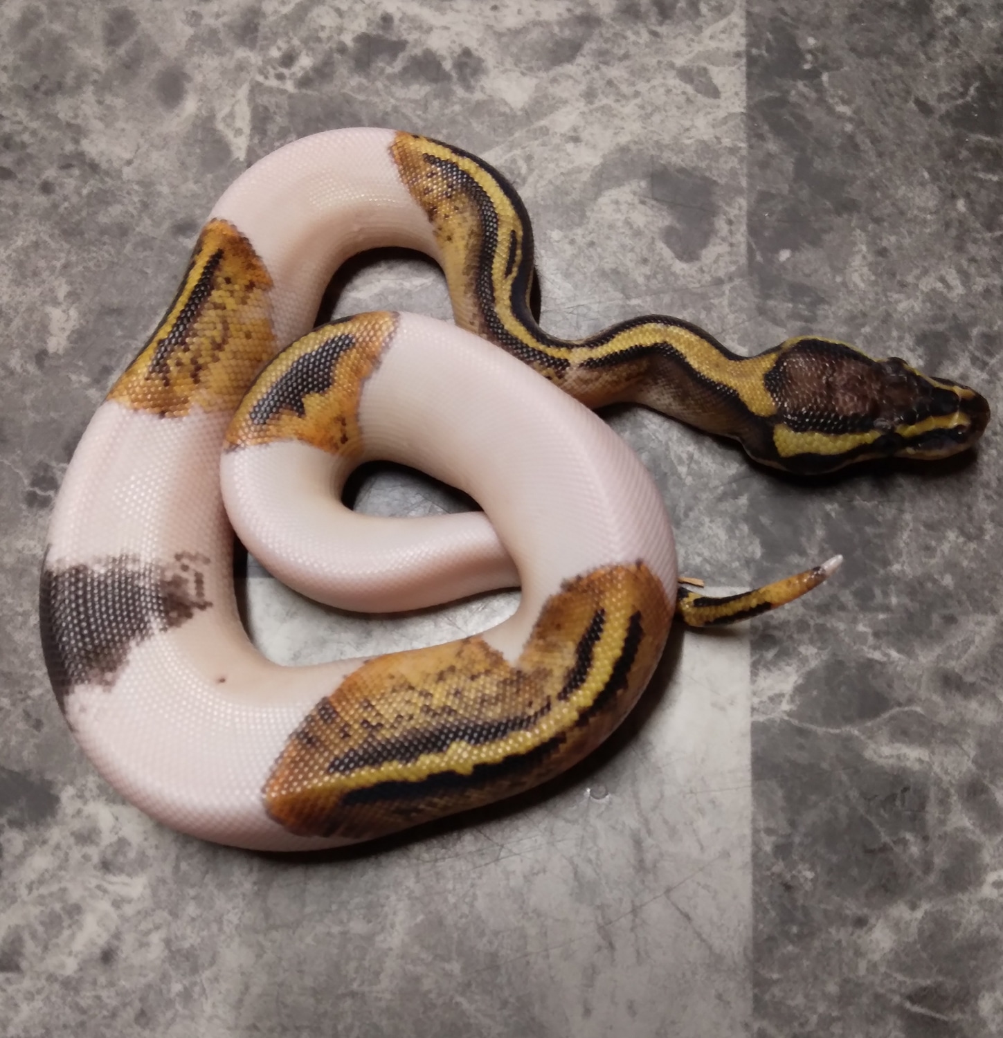 Pastel Pied Het Hypo Paradox Ball Python by Nevy’s Reptiles - MorphMarket