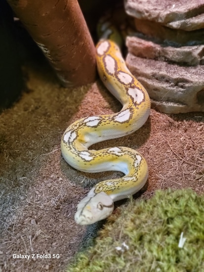Mochino Motley Het Purple Albino Reticulated Python by Triforce Exotics LLC