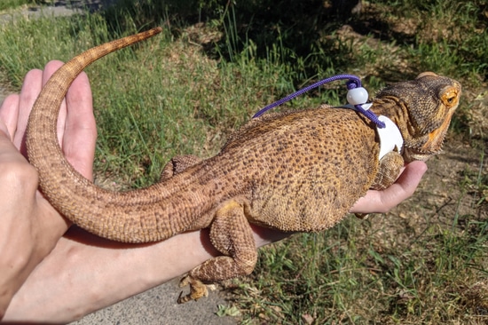9-Year-Old Pet READ DESCRIPTION Central Bearded Dragon by Katbut's Ball ...