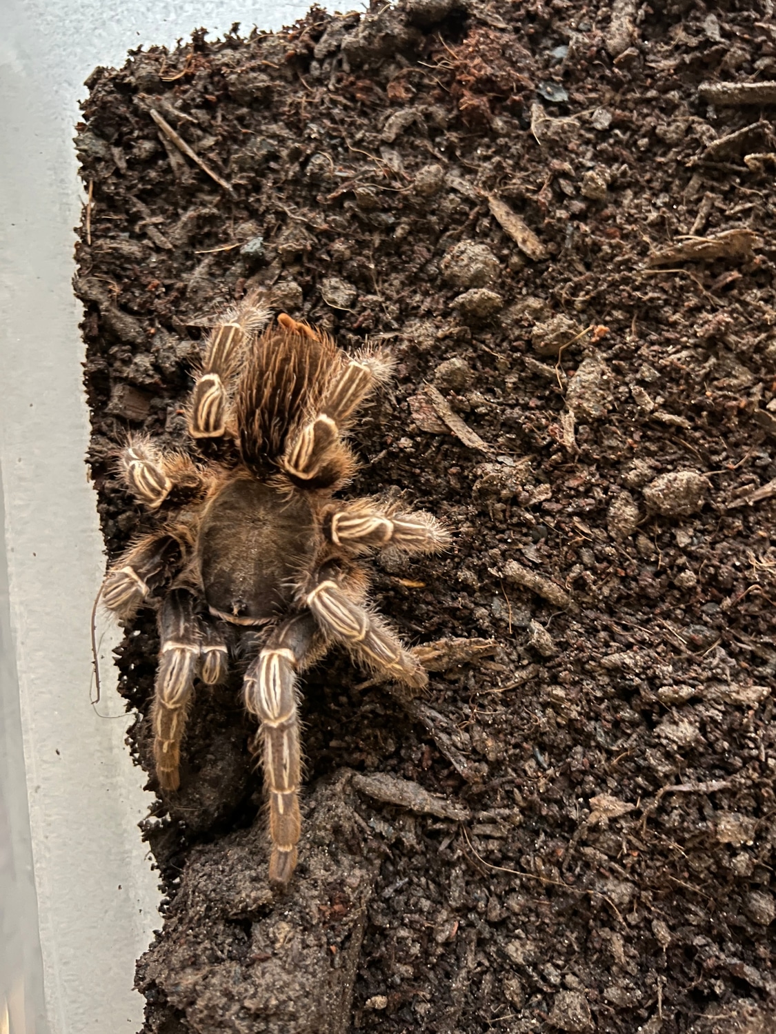 Stripe Knee Tarantula by Links Reptiles - MorphMarket