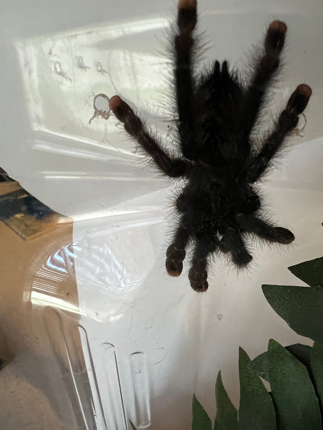 Pink Toe Tarantula by Links Reptiles - MorphMarket