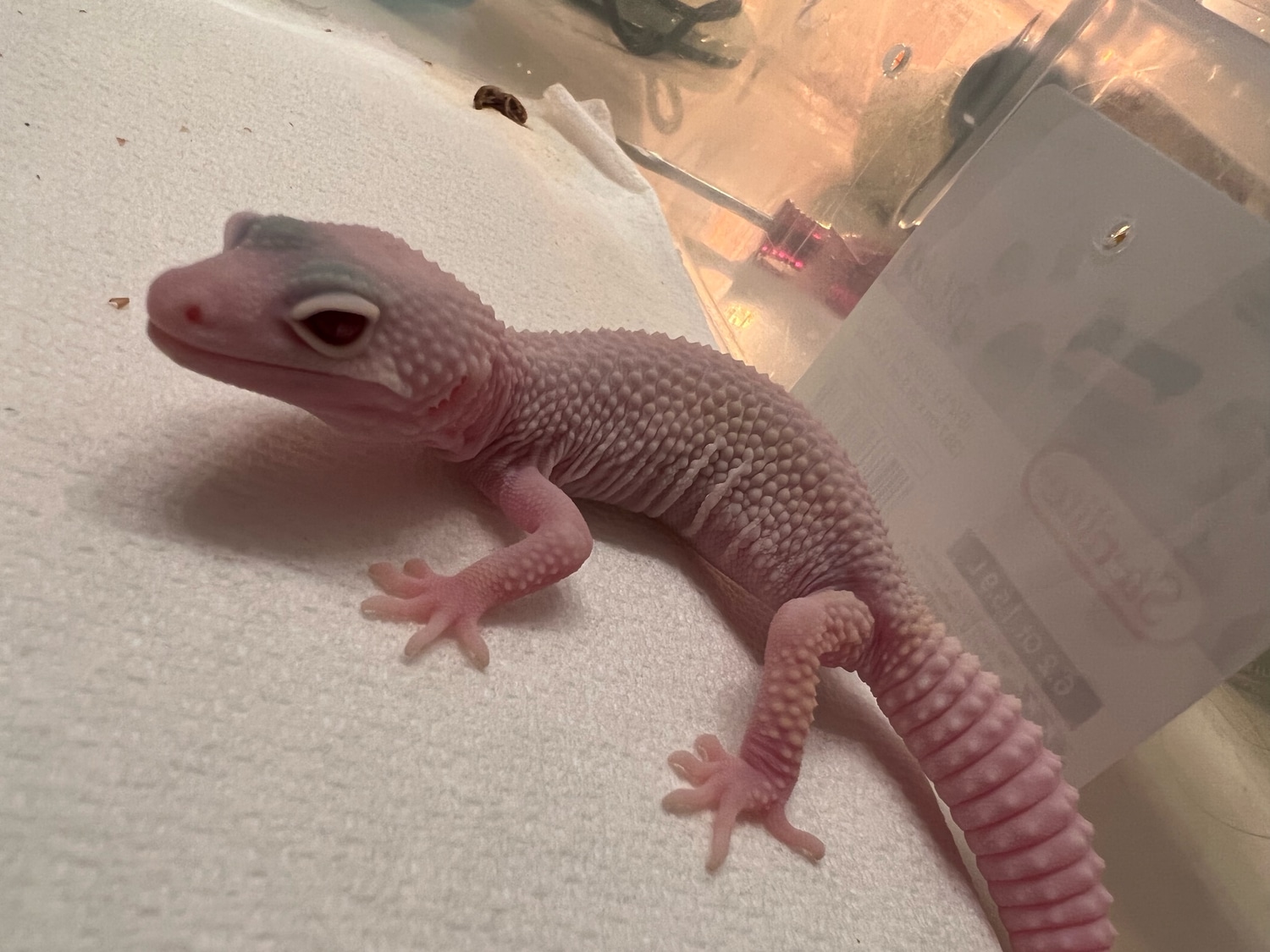 Diablo Blanco (Solid Red Eyes) Leopard Gecko by Links Reptiles ...