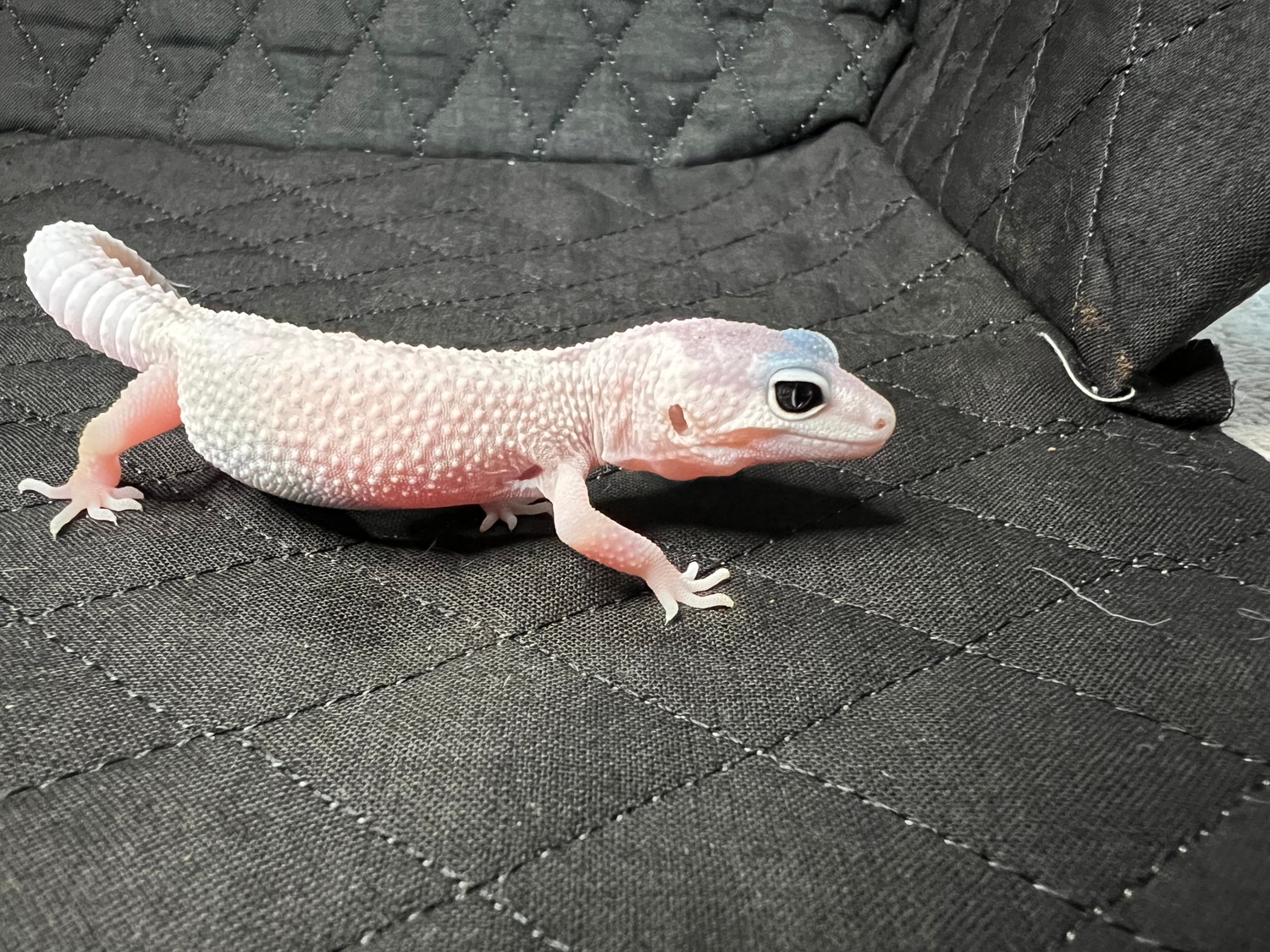 Blizzard Leopard Gecko by Links Reptiles - MorphMarket