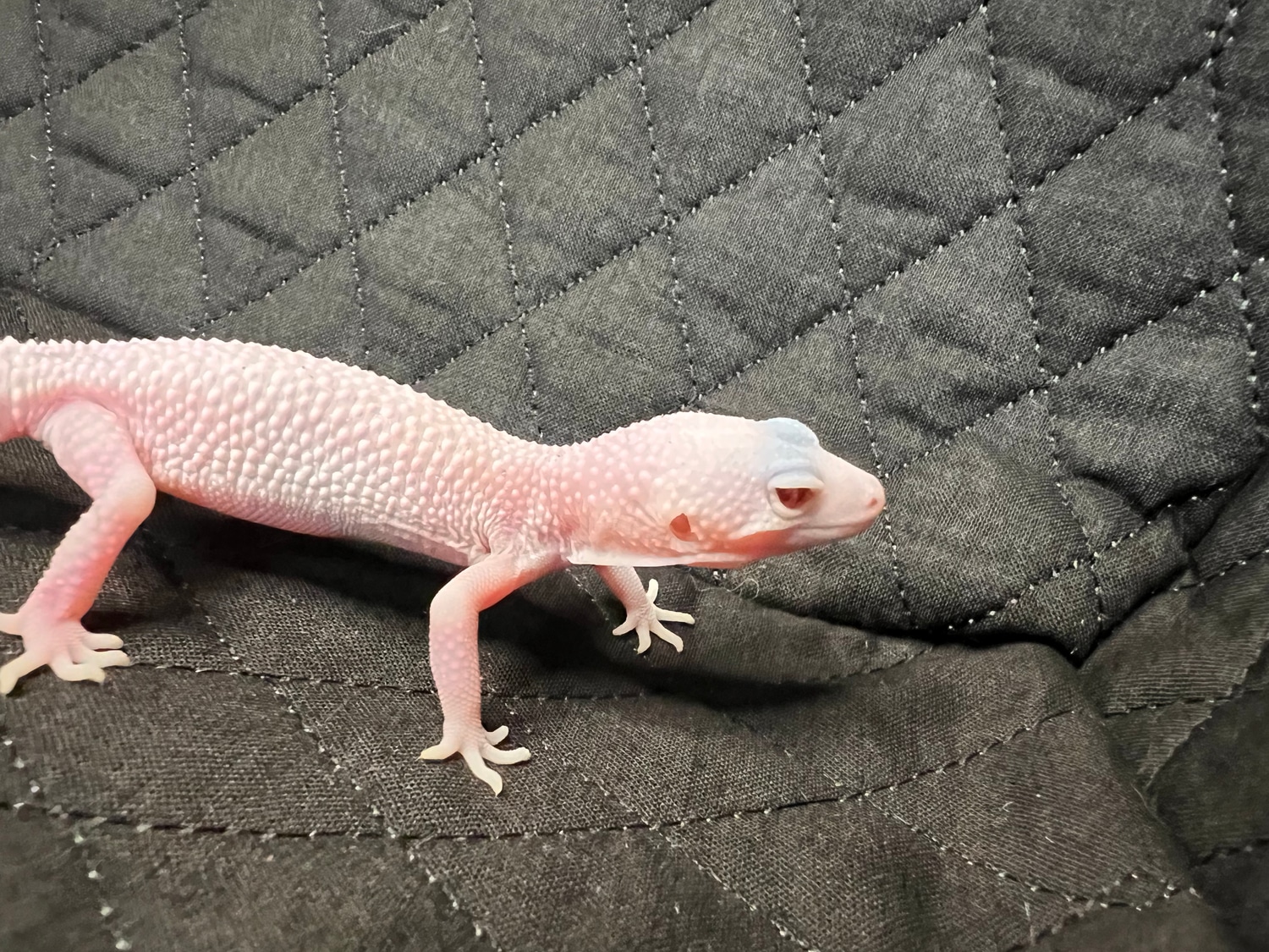 Blazing Blizzard Leopard Gecko by Links Reptiles - MorphMarket