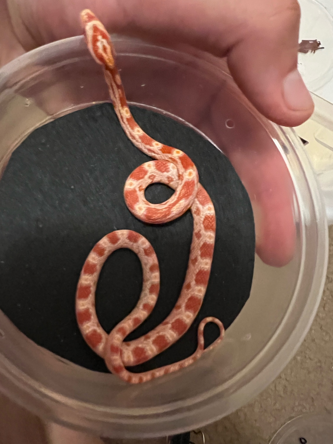 Creamsicle Corn Snake by Links Reptiles - MorphMarket