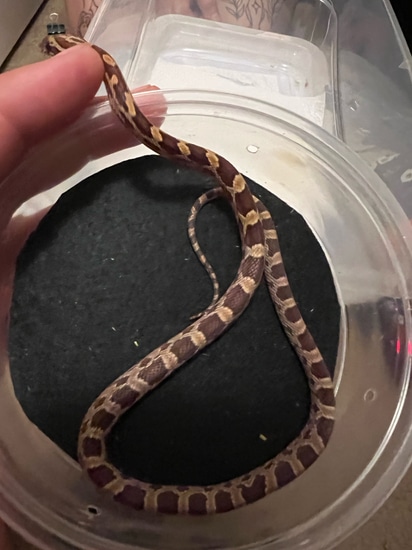 Hypo Corn Snake by Links Reptiles