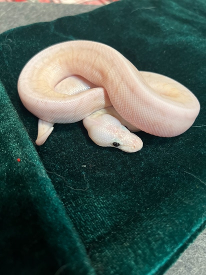 Super Pastel Cinnamon Spinner Ball Python by Links Reptiles