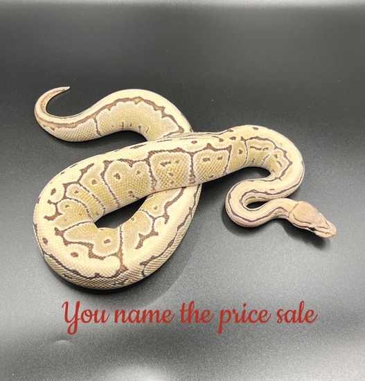 Pinstripe Desert Ghost 66% VPI Axanthic Ball Python by Southern Ballin