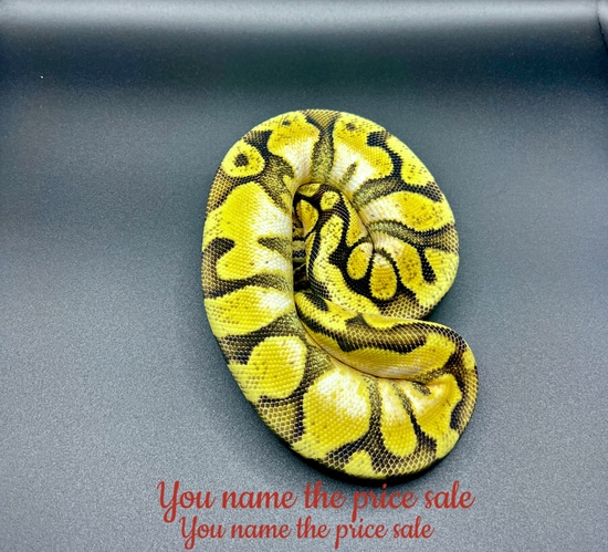 Pastel Enchi Calico Ball Python by Southern Ballin