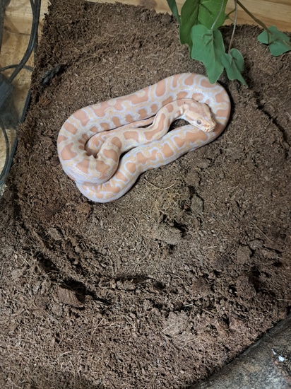Albino Triple Het Labyrinth, Granite, Green Burmese Python by Lintz's Constrictors