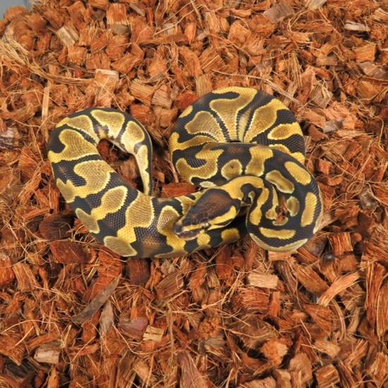 Mandarin Dbl Het Hypo,DG Ball Python by Lintz's Constrictors
