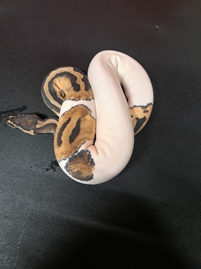 Pied Het Sunset Het Albino Ball Python by Lintz's Constrictors