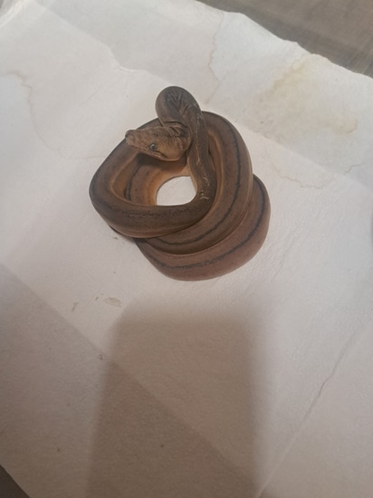 Golden Child Suntiger Het OGS, Albino Reticulated Python by Lintz's ...