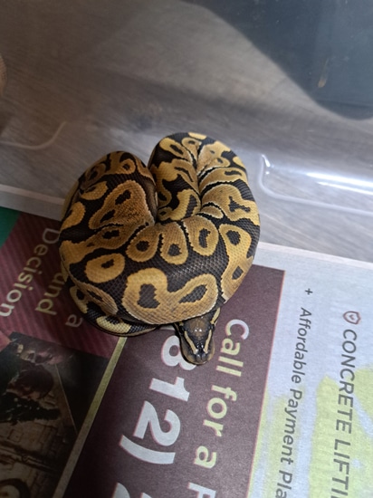 Hypo Het Monsoon Ball Python by Lintz's Constrictors