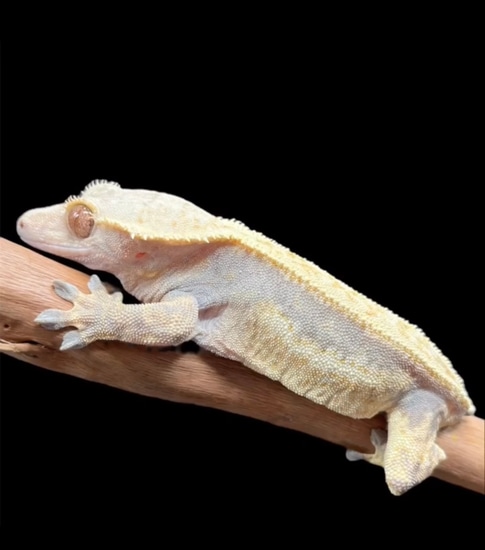 Proven Lavender White Wall Female Crested Gecko by Crested Gecko Queen