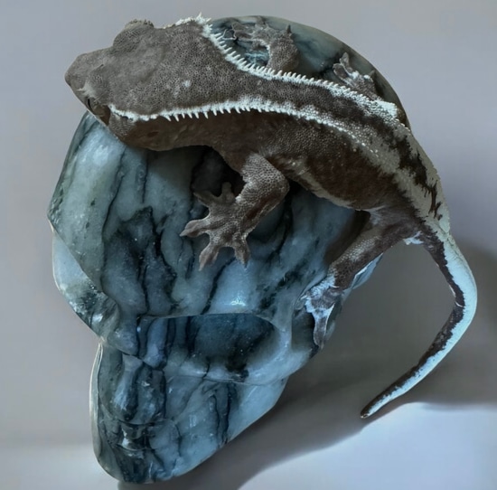 Axanthic Lilly White Empty Back Crested Gecko by Crested Gecko Queen