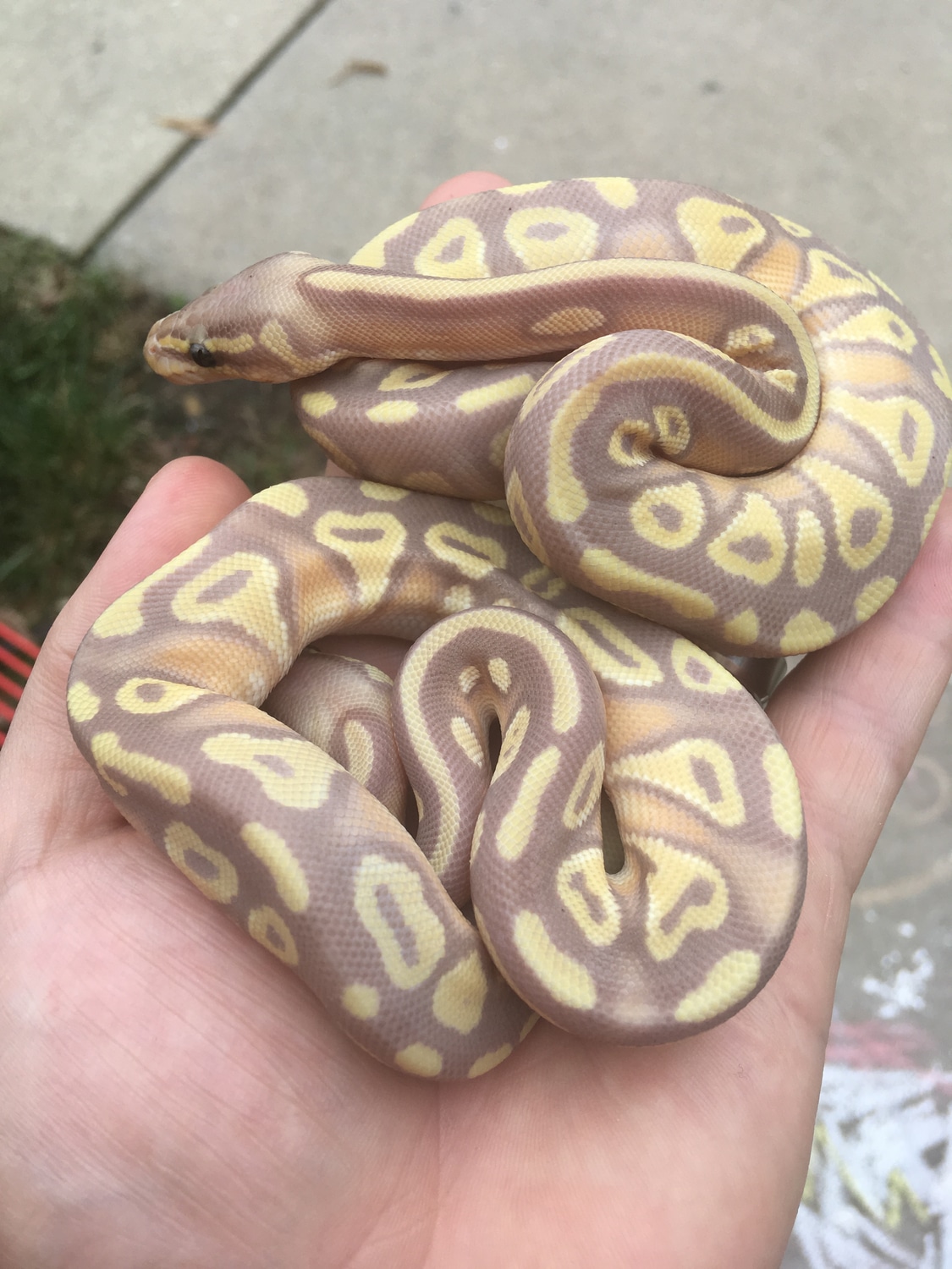 Pastel Mojave Banana Ball Python by Xs Royals - MorphMarket
