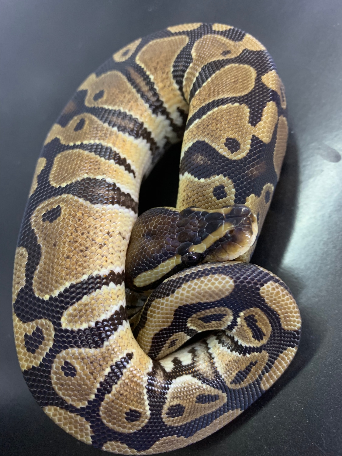 66% Het Pied With Het Pied Markers Ball Python by Xs Royals - MorphMarket