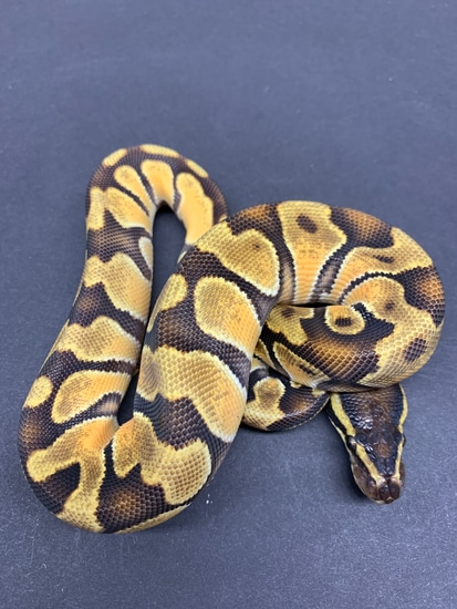 Enchi Orange Dream Vanilla Ball Python by XS ROYALS