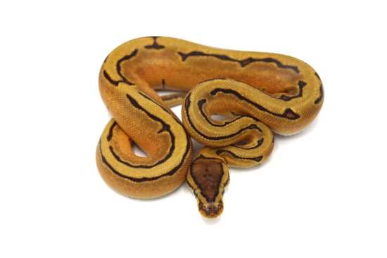 Enchi Orange Dream Pinstripe 100%Het Pied Ball Python by XS ROYALS