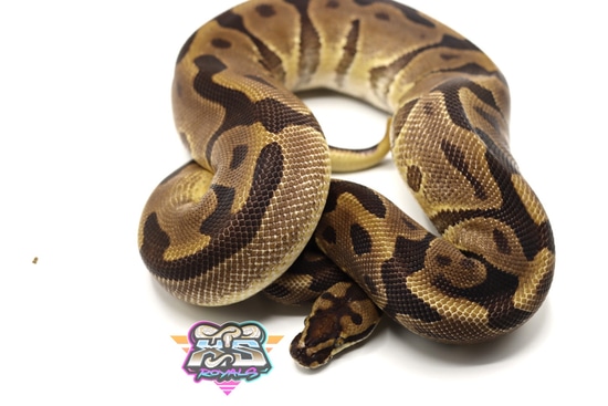 Enchi Leopard Het Albino Ball Python by XS ROYALS