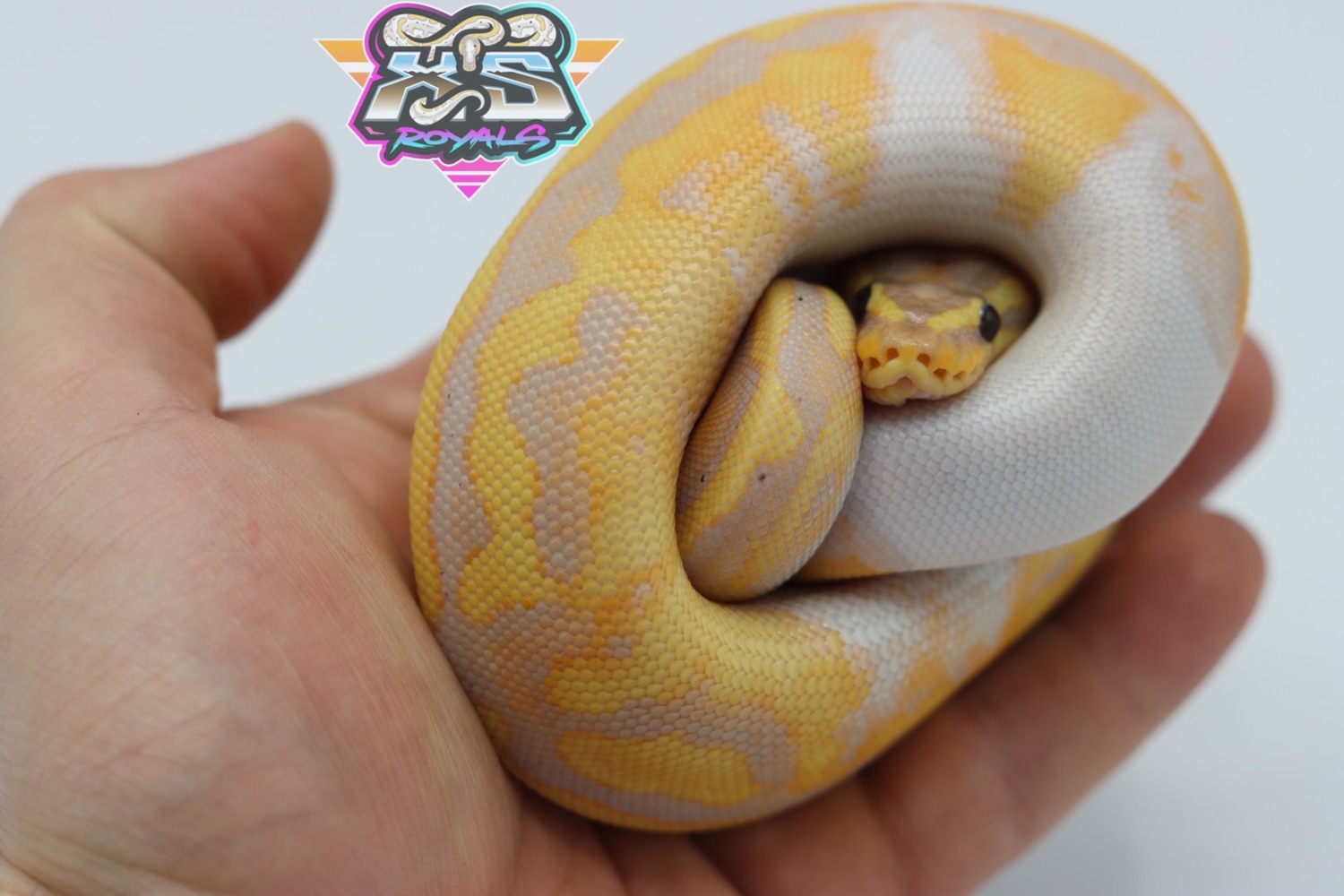 Black Pastel Banana YB Pied Ball Python by Xs Royals - MorphMarket