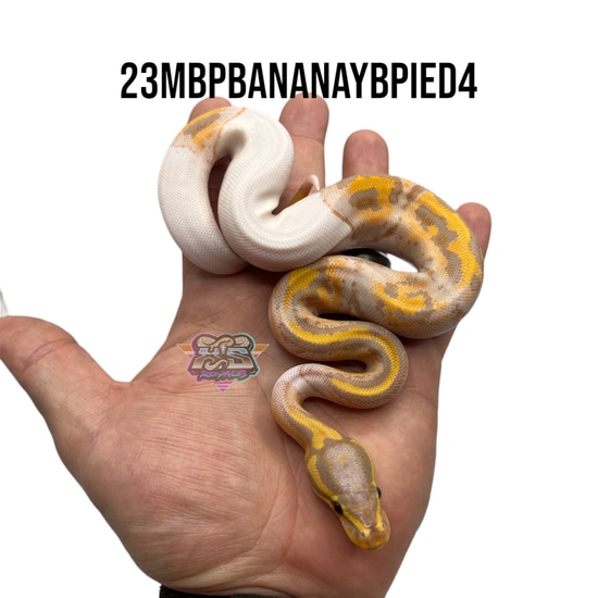 Black Pastel Banana Pied 50% Het Albino Possible Yb Ball Python by Xs ...