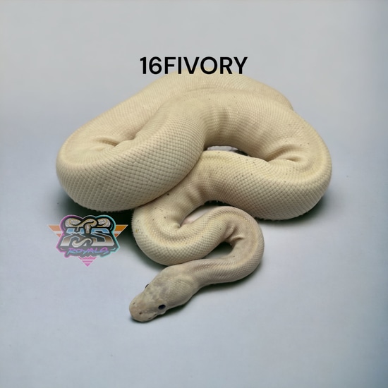 Proven Ivory Ball Python by XS ROYALS