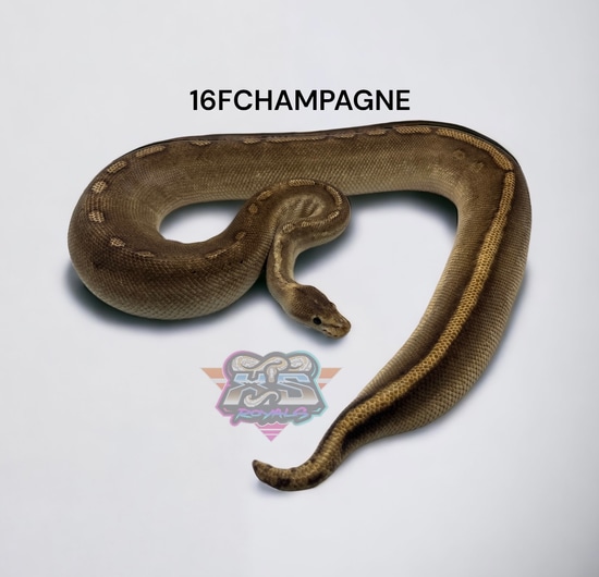 Proven Champagne Ball Python by XS ROYALS