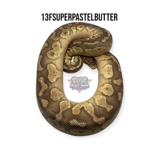 Proven Super Pastel Butter Ball Python by XS ROYALS