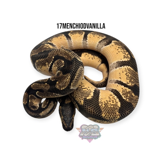 Proven Enchi Od Vanilla Ball Python by Xs Royals