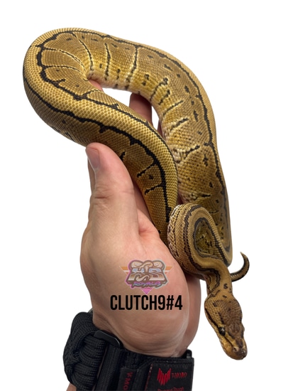Spector/yb Pinstripe Crypton Het Ultramel Ball Python by Xs Royals