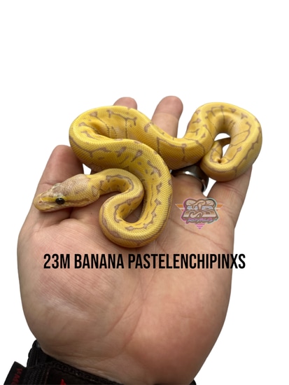 Banana Pastel Enchi Pinstripe Possible Xs Ball Python by XS ROYALS