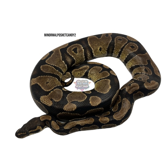 Normal Possible Het Candy Ball Python by XS ROYALS