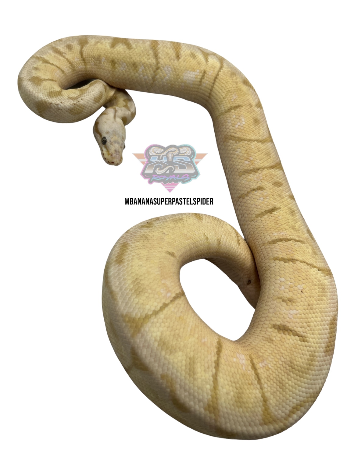 Super Pastel Banana Spider Ball Python by Xs Royals - MorphMarket