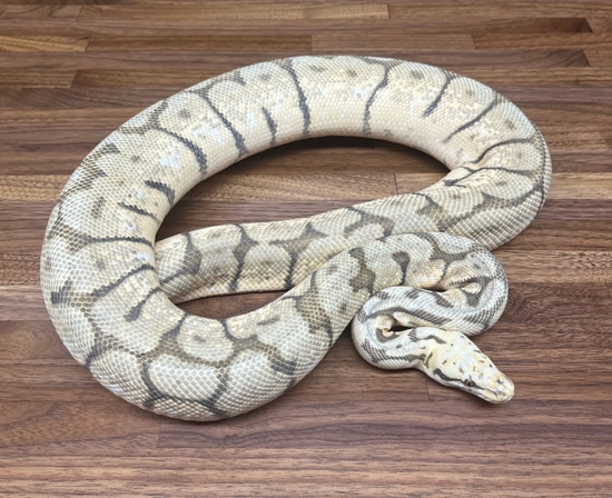 Proven Super Pastel Spider Ball Python by XS ROYALS
