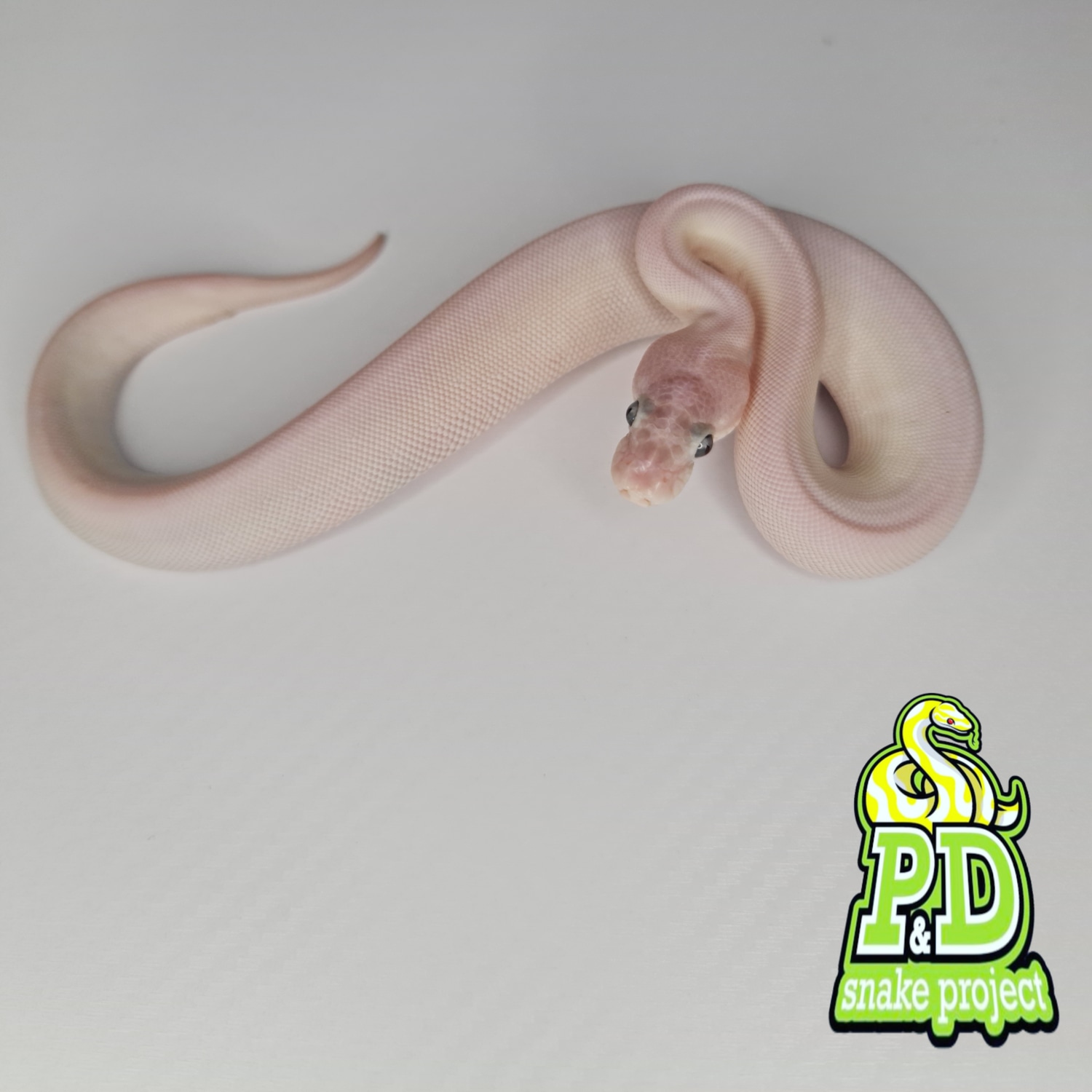 BEL (Super Mojave) Het Genetic Stripe Pos Banana Black Head Ball Python by P&D Snake Project ...