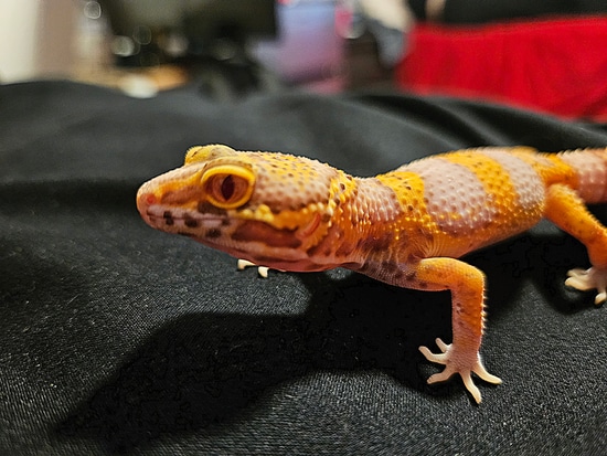 Albino(Bells Faze) Leopard Gecko by Landon's Little Lizards